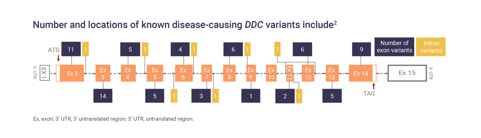 AADC deficiency disease overview - MEDhub US