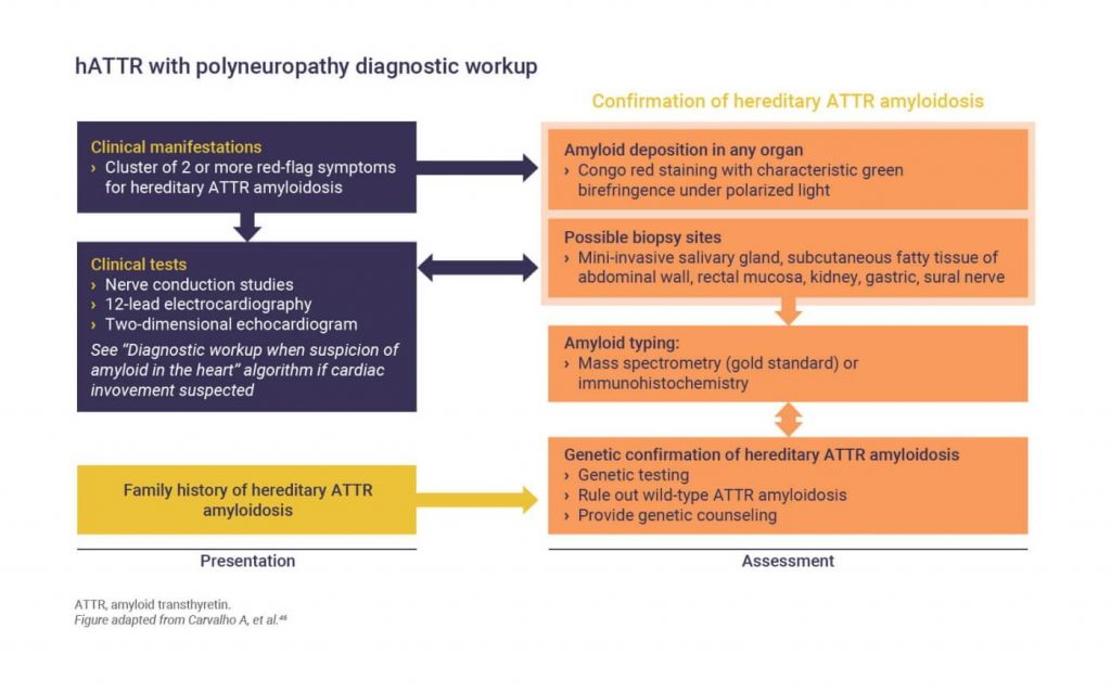 hATTR disease overview - MEDhub