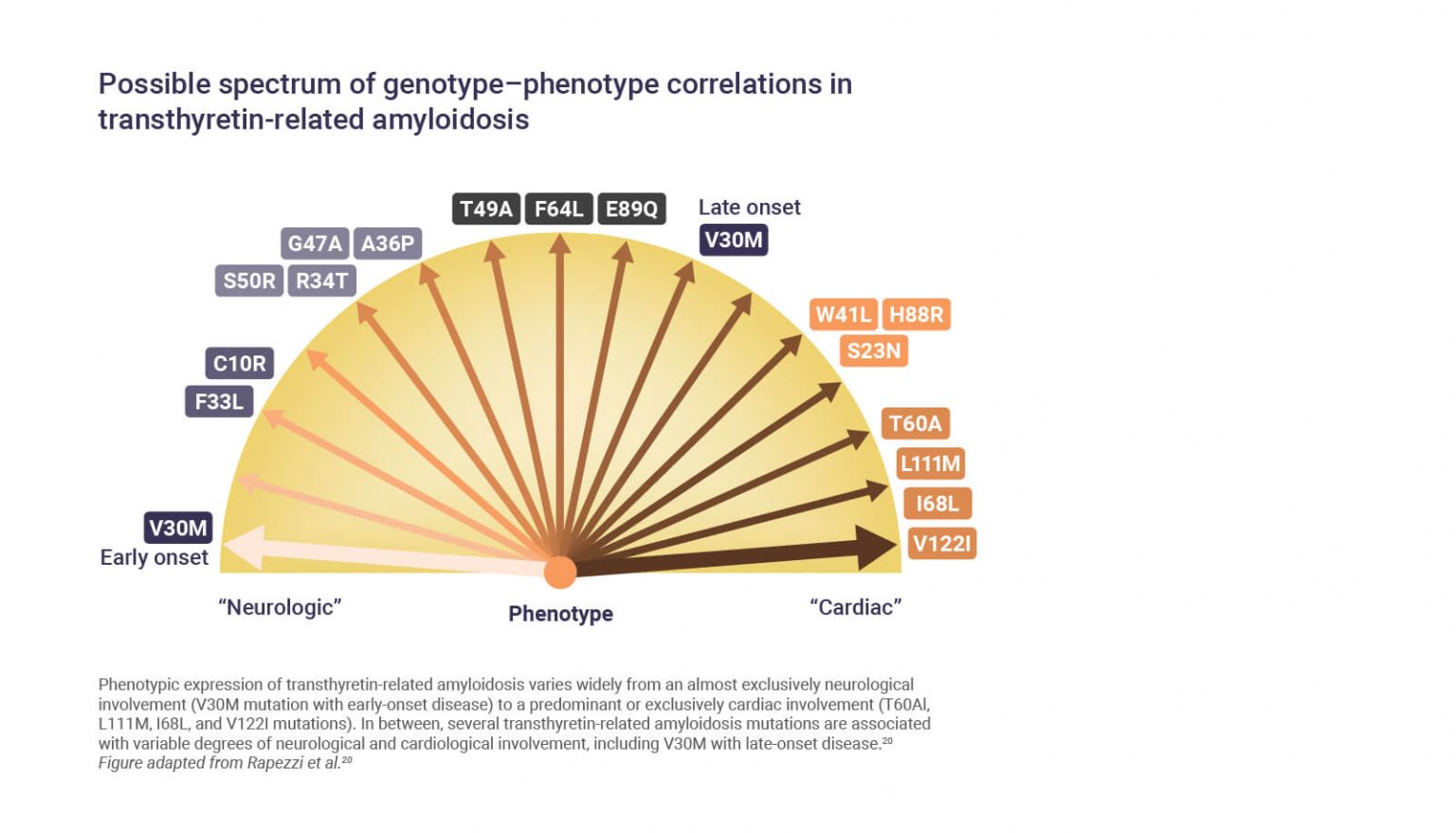 hATTR disease overview - MEDhub
