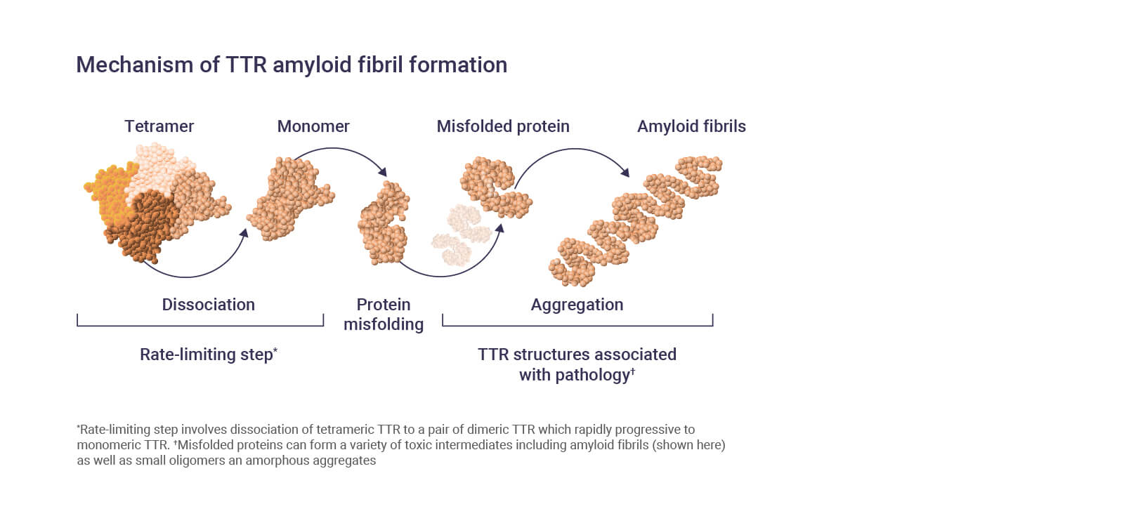hATTR disease overview - MEDhub